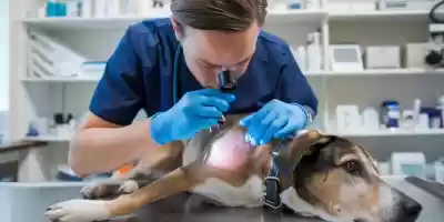 Diagnóstico y tratamiento de la Miasis en los perros | Salud Canina